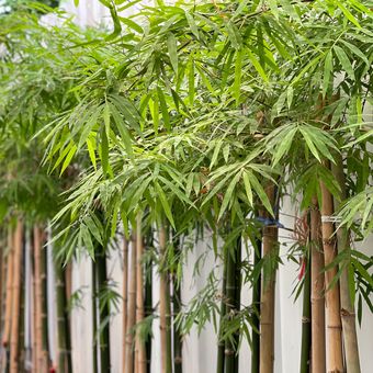 6 Manfaat Menanam Bambu di Pekarangan Rumah
