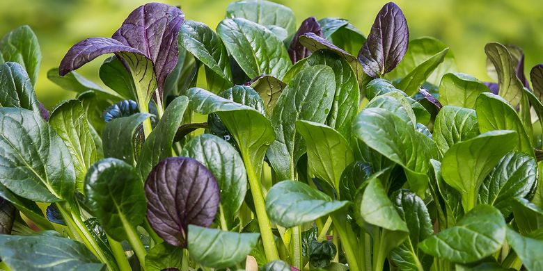 Cara Menanam Bayam di Polybag, Mudah untuk Pemula