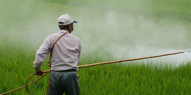 5 Cara Pengendalian Hama dan Penyakit pada Tanaman Padi
