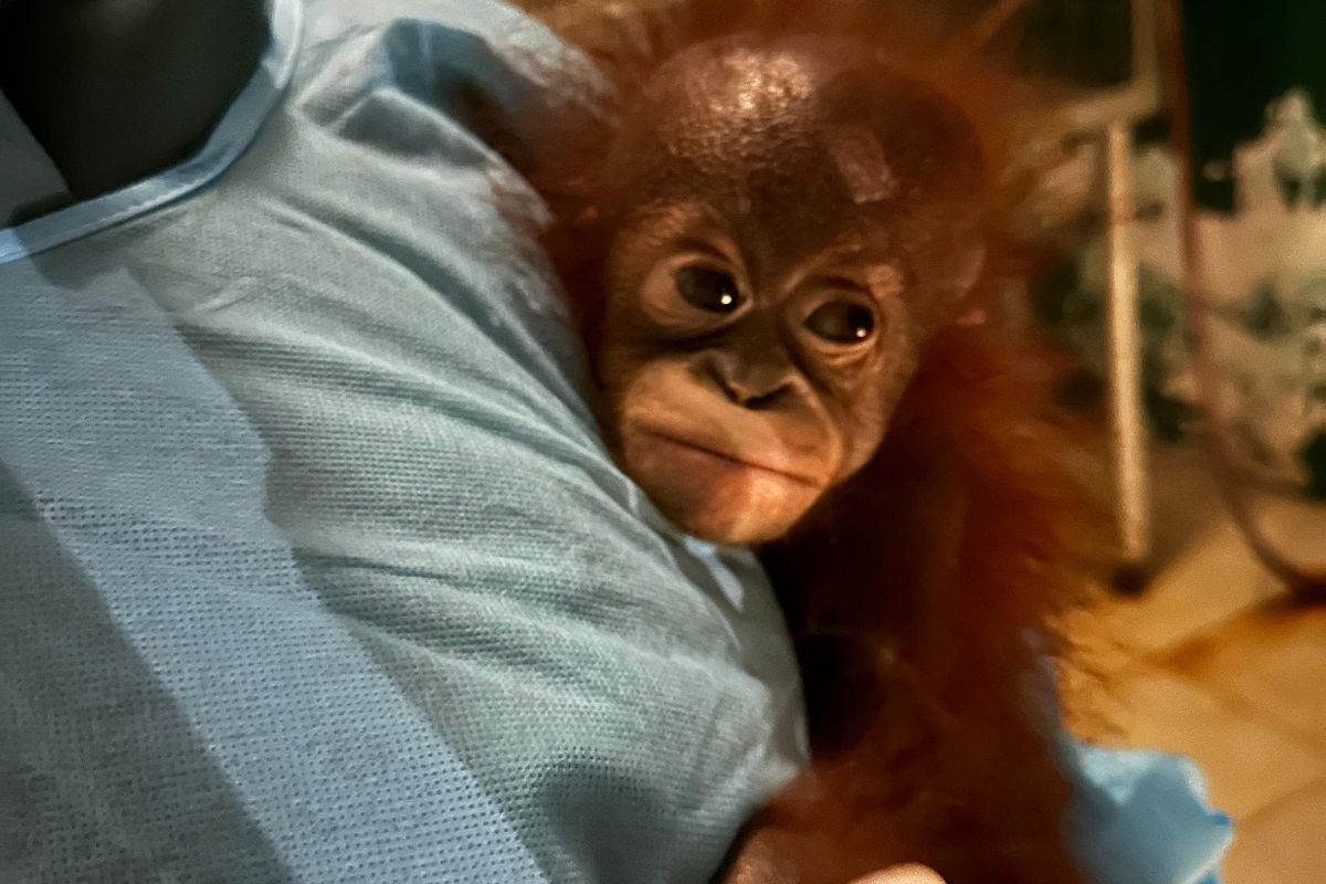 Warga Temukan Bayi Orangutan Tersesat di Kayong Utara, Alami Demam dan ...