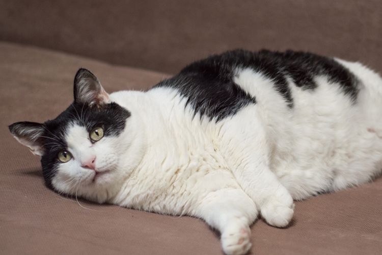 Cara Mengetahui Berat Badan Kucing, dari Kurus sampai Obesitas