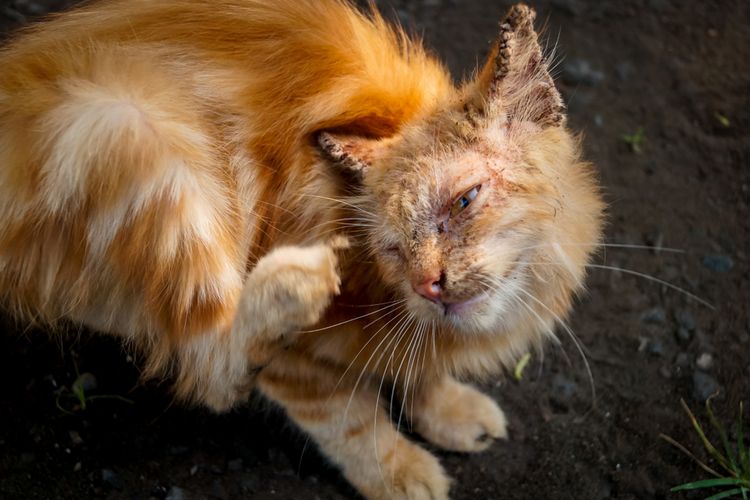8 Masalah Kulit pada Kucing yang Tidak Boleh Diabaikan