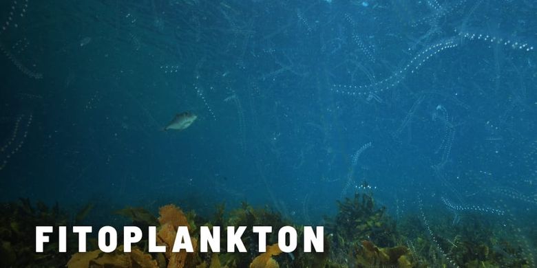 Fitoplankton: Pengertian dan Perannya dalam Perairan