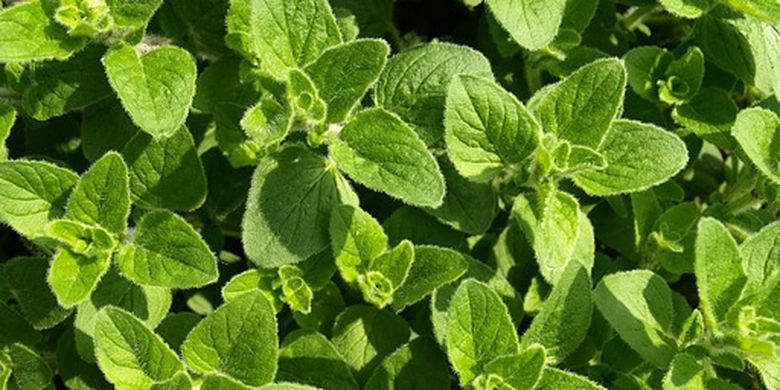 Cara Menanam Oregano, Tanaman Rempah yang Aromanya Khas