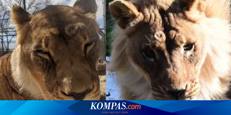 Fenomena Langka, Surai Tumbuh di Leher Singa Betina Dewasa