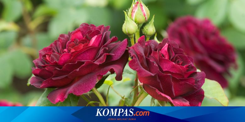 6 Hal yang Harus Diperhatikan Saat Menanam Bunga Mawar