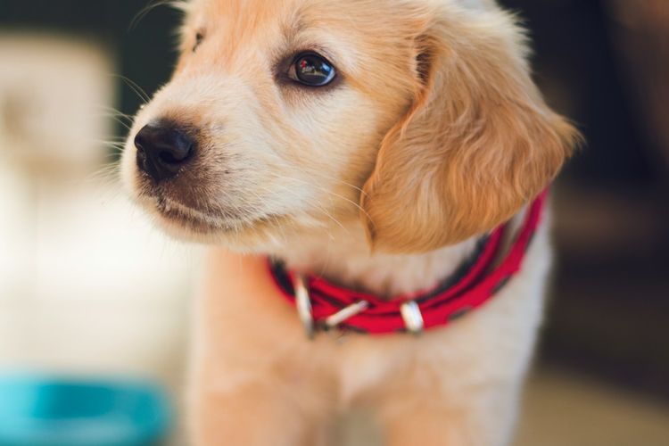 Penyebab Anak Anjing Menggonggong dan Cara Menghentikannya