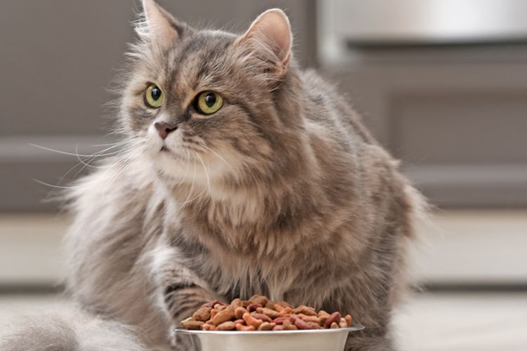 8 Penyebab Kucing Tidak Mau Makan dan Cara Mengatasinya