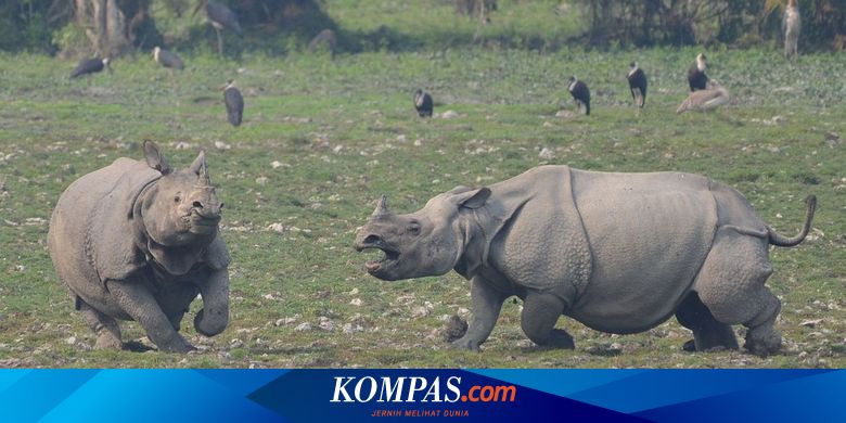 Banjir Melanda India, 8 Badak Langka Mati di Taman Nasional Kaziranga