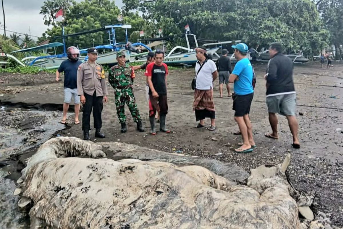 Bangkai Paus Terdampar di Pantai Lovina Bali, Pemindahan Pakai Alat Berat