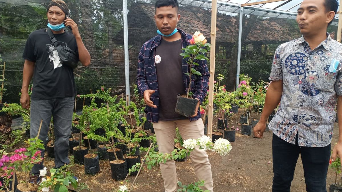 Meraup Untung Puluhan Juta dari Budidaya Bunga Bougenvile