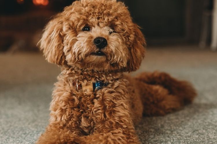 10 Fakta Menarik Anjing Pudel, Si Kecil Berbulu Keriting yang Cerdas