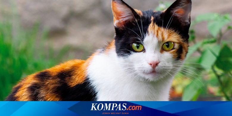 Mengenal Kucing Calico yang Memiliki Banyak Warna pada Bulunya