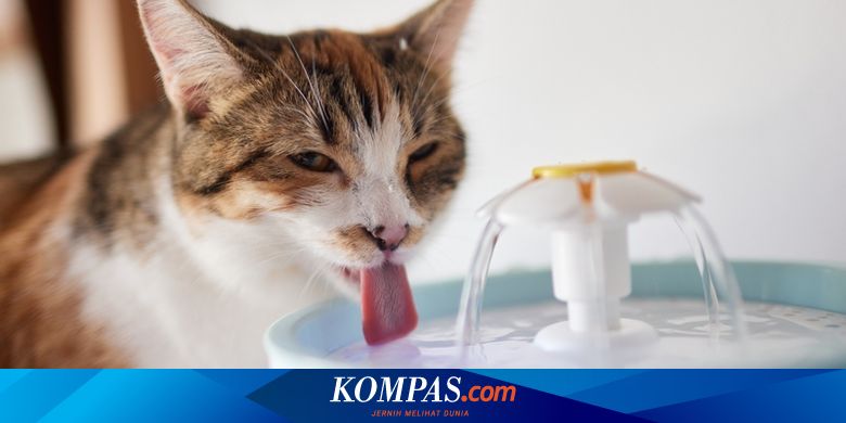 5 Cara agar Kucing Minum Lebih Banyak Air, Menurut Dokter Hewan