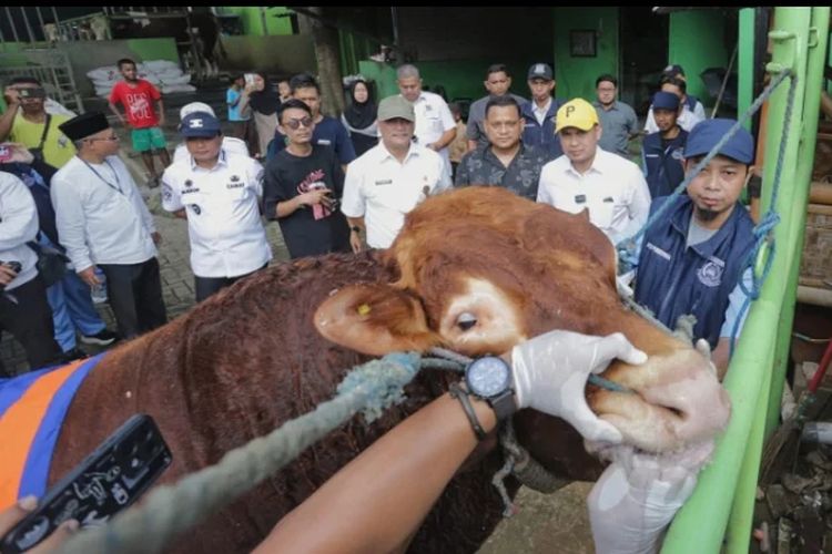 Menengok Sapi Kurban Presiden Prabowo Seberat 1 Ton di Tangsel