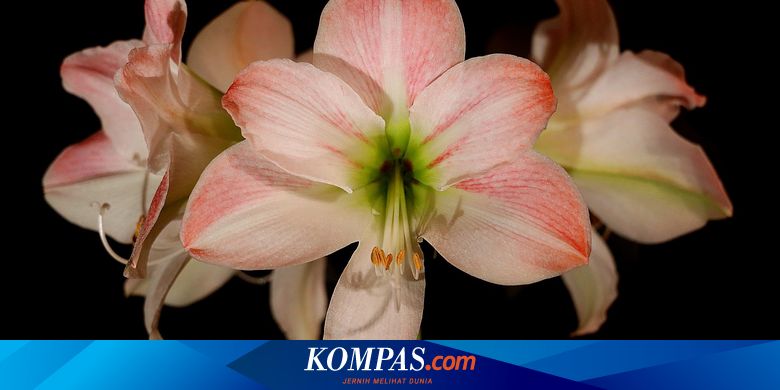 Tips Mudah Menanam dan Merawat Bunga Amarils