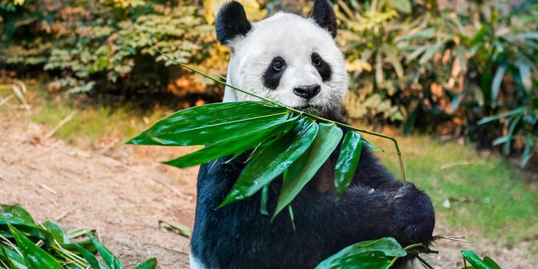 Twin Giant Panda Cubs Born at China Research Center