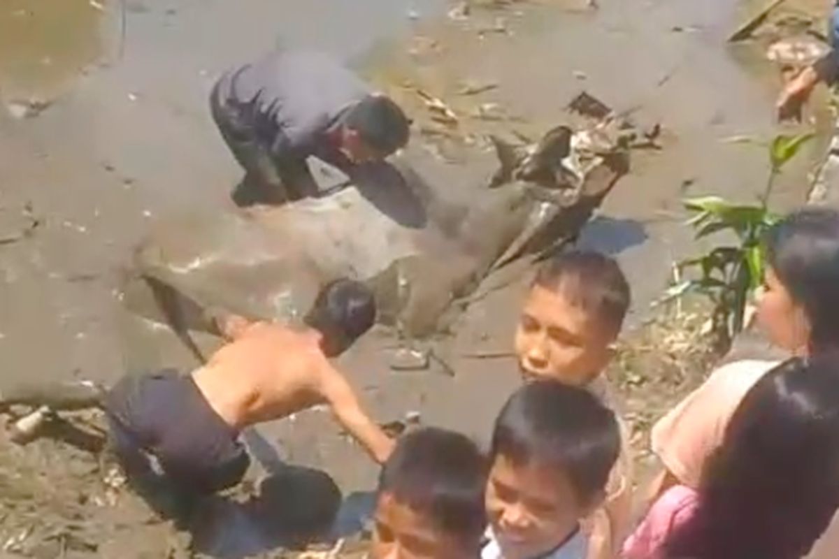Tali Ikatan Lepas, Sapi Kurban di Palembang Tercebur ke Sungai