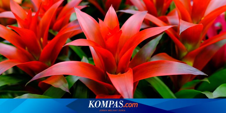 6 Bunga Tropis yang Bisa Ditanam di Dalam dan Luar Ruangan