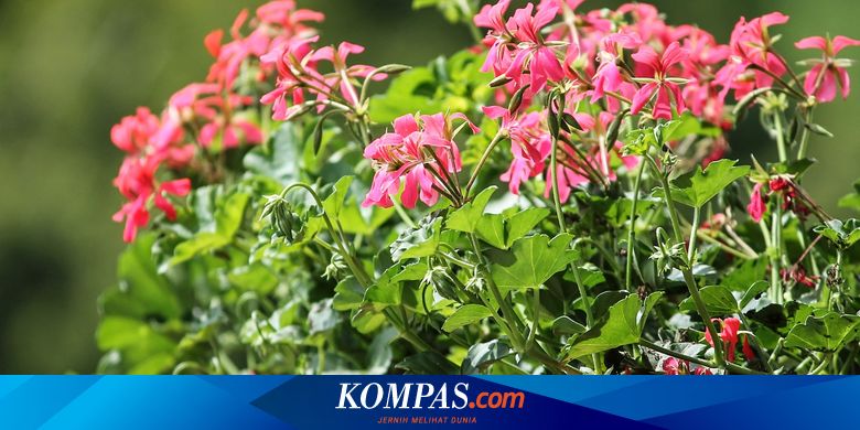 Mengenal Geranium, Bunga Cantik yang Mampu Mengusir Nyamuk