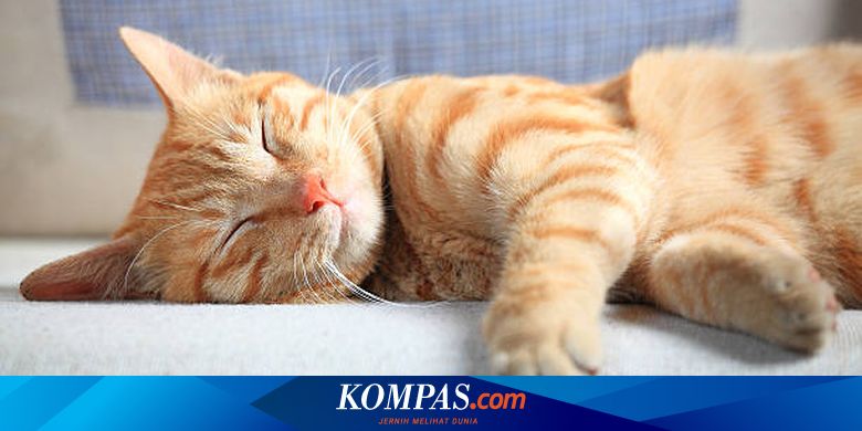 Mengapa Kebanyakan Kucing Lebih Suka Tidur Miring ke Kiri?