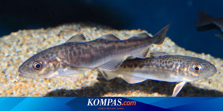 Bagaimana Ikan di Kutub Selatan Tak Mati Membeku?