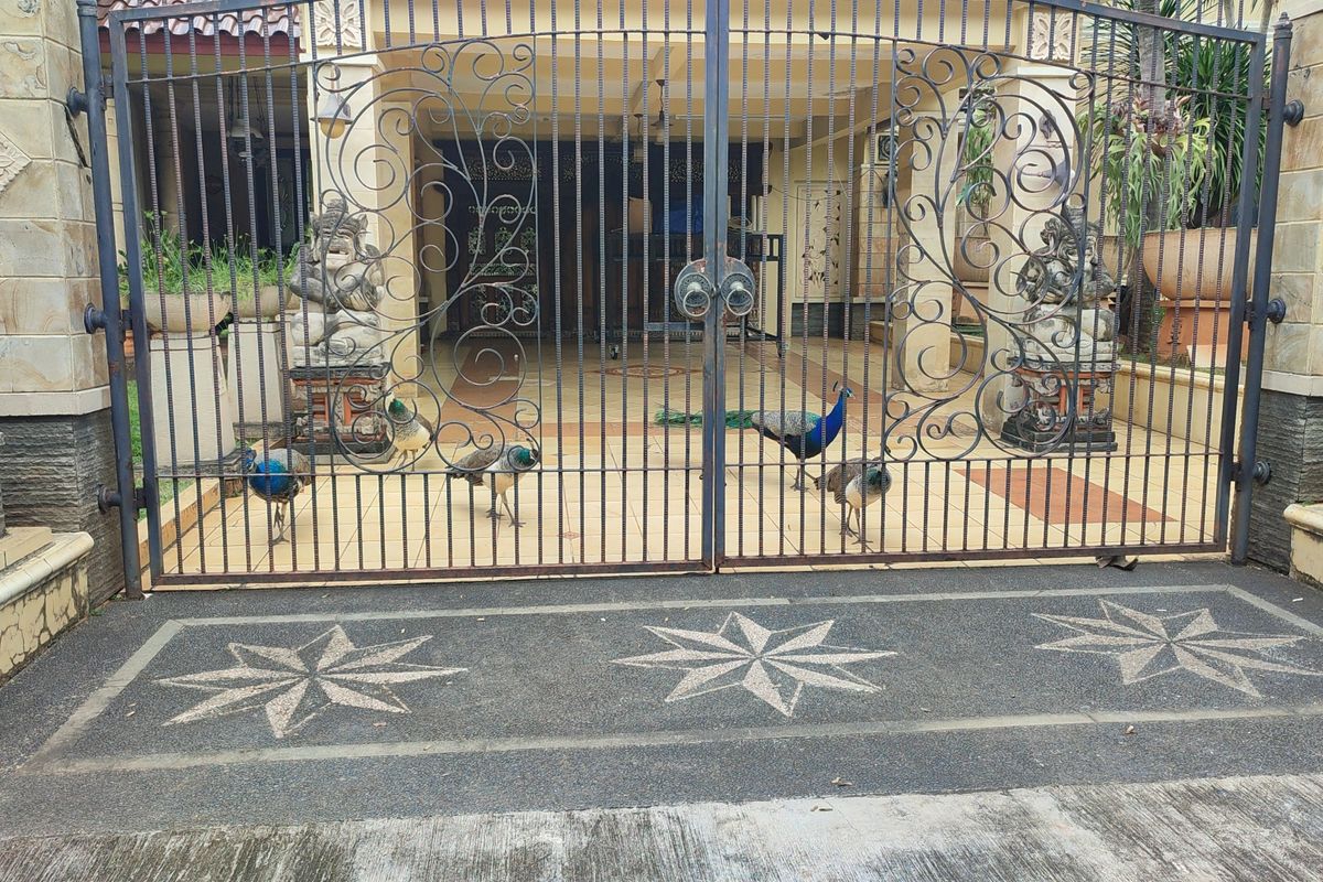 Bambang Soesatyo Tegaskan Burung Merak Miliknya Tak Masuk Daftar Satwa ...