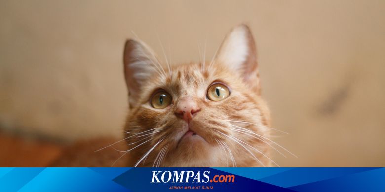 Waspada Pyometra Pada Kucing, Ini Gejalanya