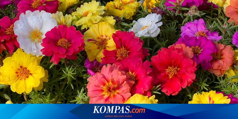 Berita Harian Menanam Bunga Pukul Sembilan Terbaru Hari Ini - Kompas.com