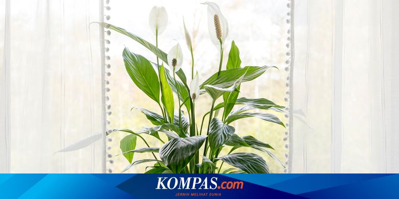 3 Cara Meningkatkan Drainase pada Pot Tanaman