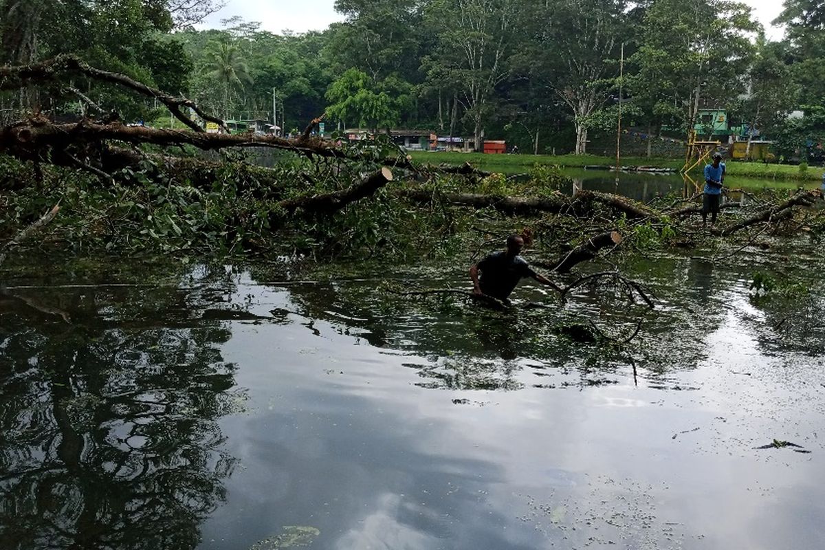 Pohon Berusia Ribuan Tahun di Umbul Senjoyo Tumbang, Pembersihan Tunggu ...