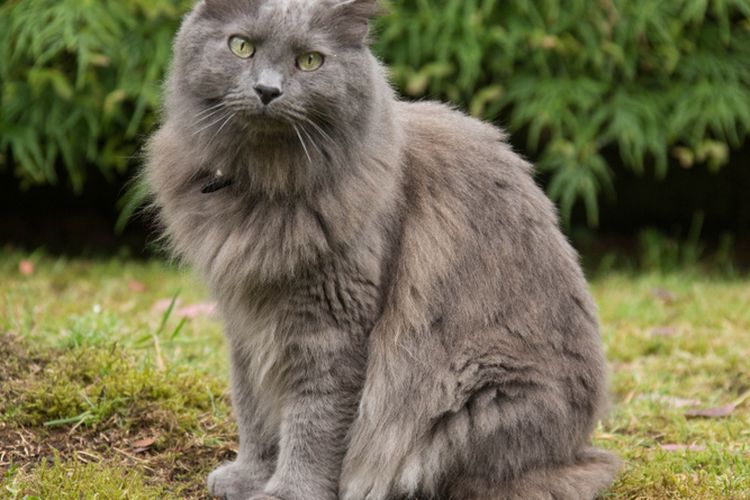 9 Ras Kucing Berwarna Abu-abu yang Lucu dan Menggemaskan