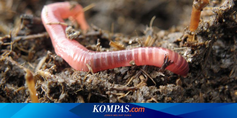 Apakah Cacing Memiliki Mata?