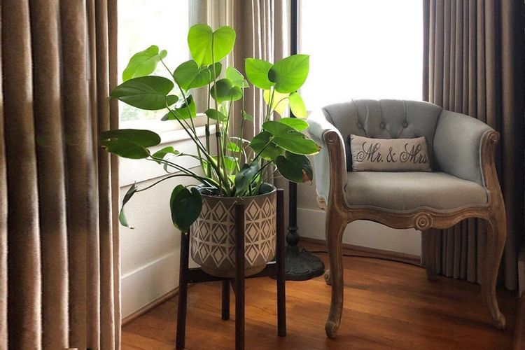 TIPS Memilih Pot Tanaman Interior untuk Rumah Anda - Bangkapos.com
