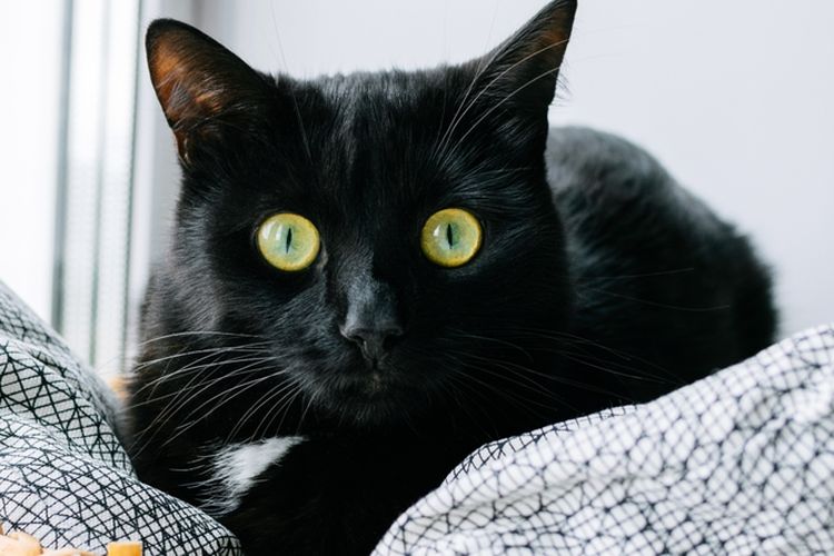Bukan Pembawa Sial, Simak 7 Hal Menarik tentang Kucing Hitam