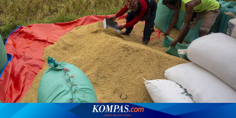 Pemerintah Resmi Naikkan HPP Gabah, Ini Rinciannya