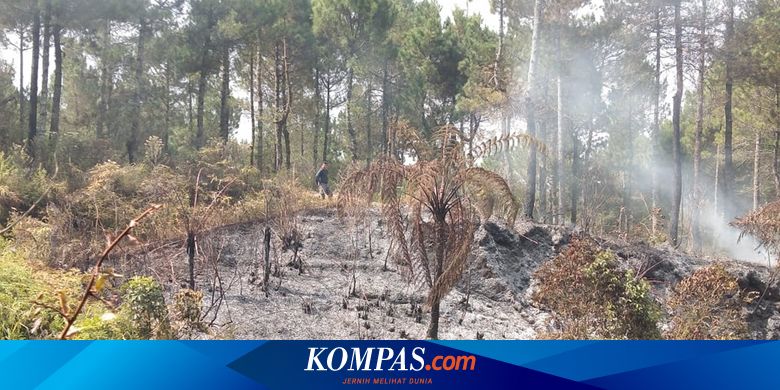 Titik Api di Hutan Lereng Gunung Slamet Terdeteksi di 4 Lokasi