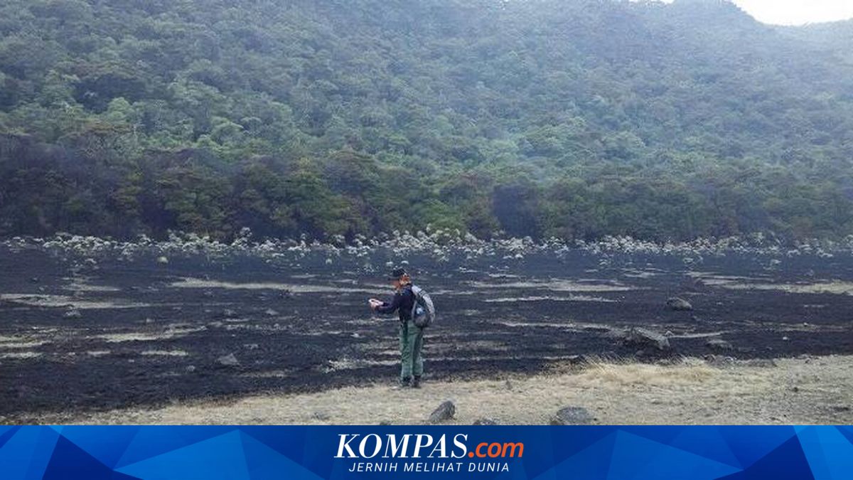 TNGGP: Kebakaran di Gunung Gede Gara-gara Sisa Api Unggun Pendaki
