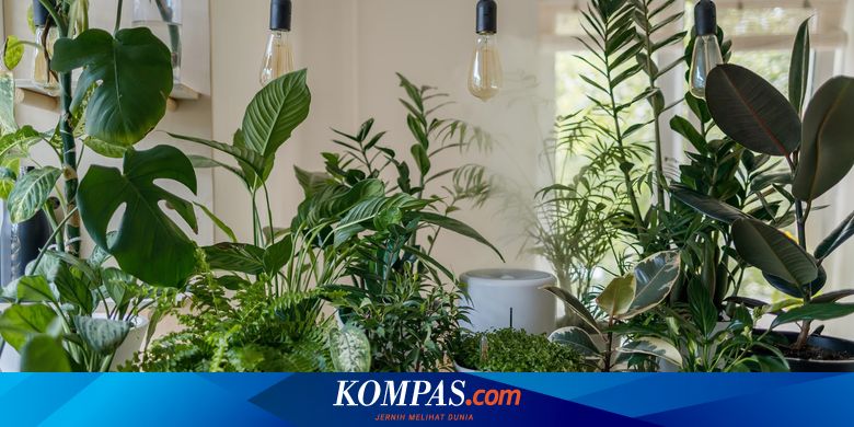 Ketahui, Ini Tanda Tanaman Sehat