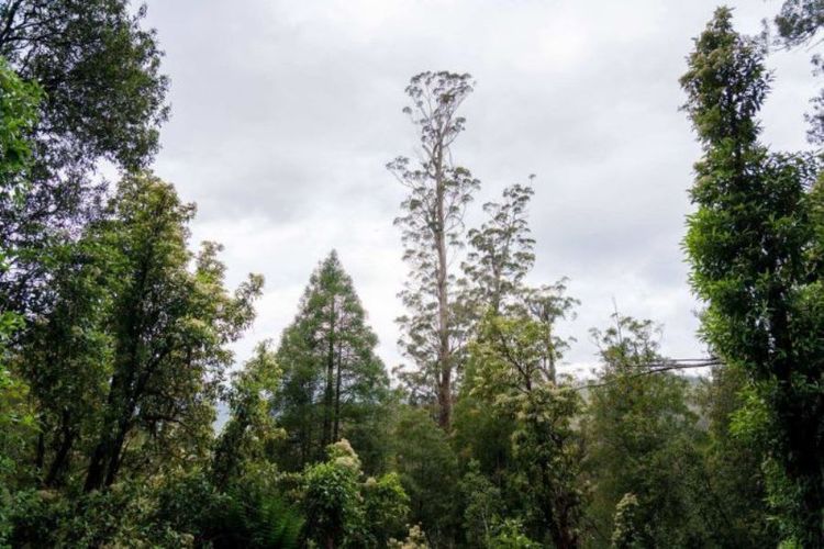 Lebih dari 100 Meter, Inilah Pohon Kayu Keras Tertinggi di Dunia