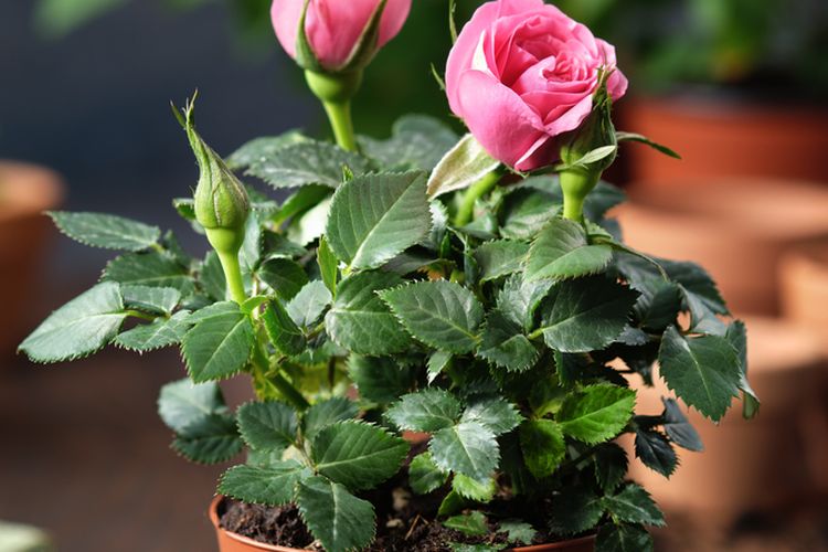 8 Cara Menanam Bunga Mawar di Dalam Pot