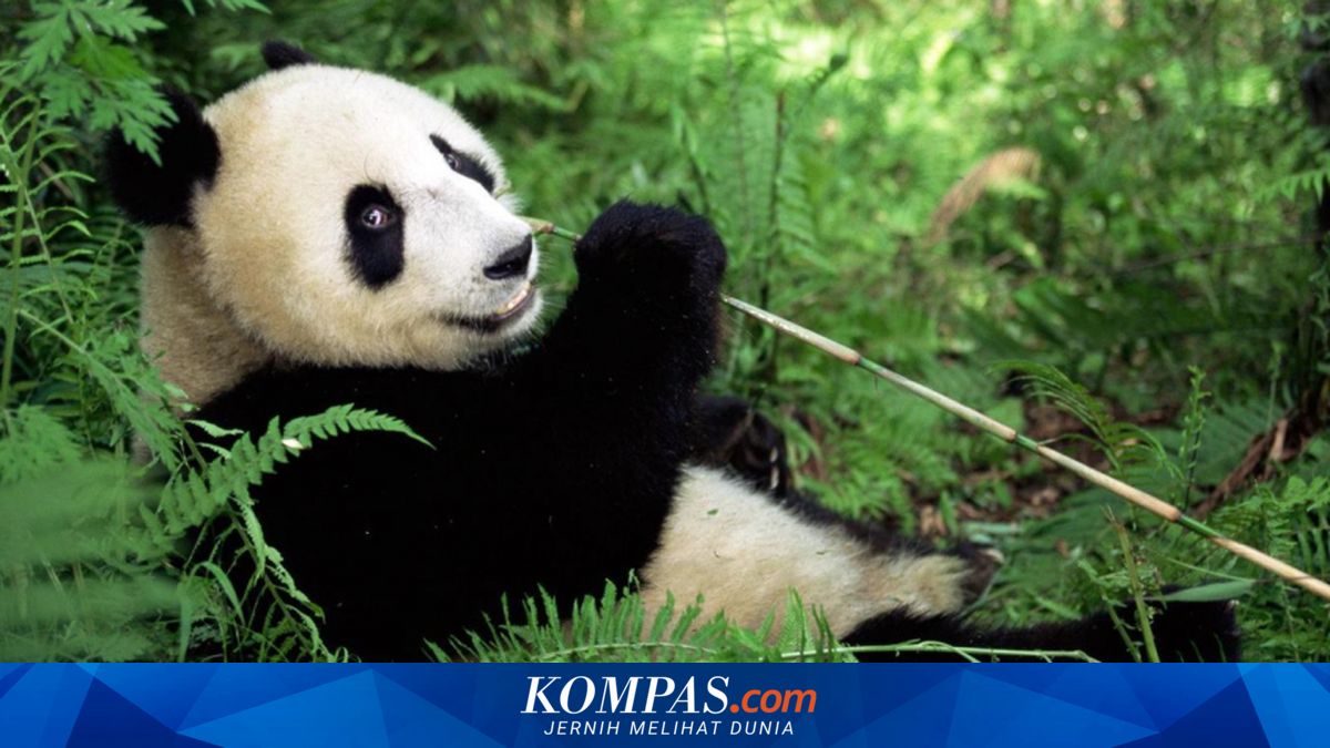Serba-serbi Hewan: Kenapa Panda Tidak Makan Daging?