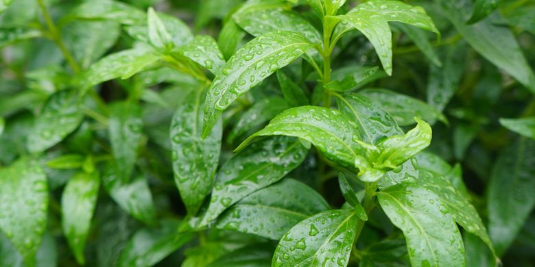 Mengenal Sambiloto, Tanaman yang Kaya Manfaat untuk Kesehatan