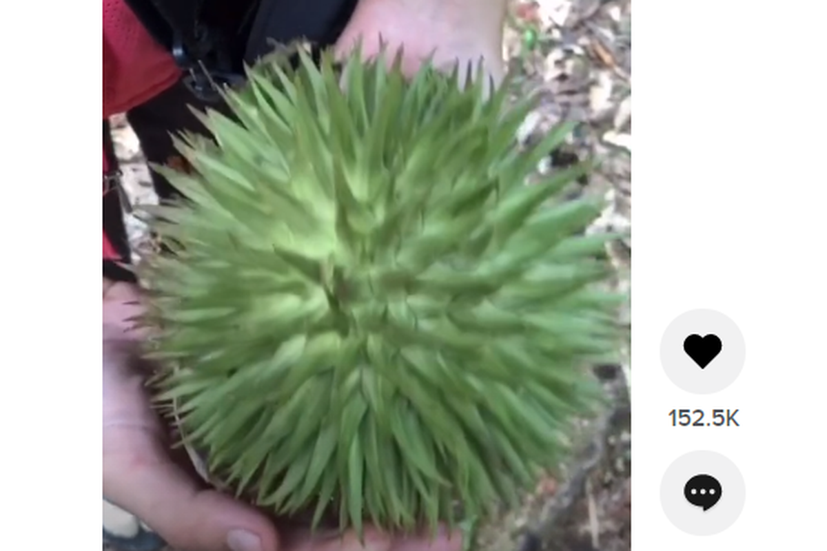 Viral, Buah Teretung Mirip Durian, Buah Apa Itu?