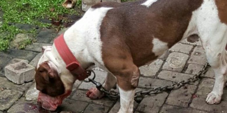 Anjing Pitbull Vs Babi