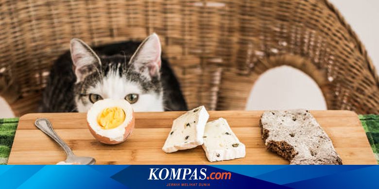 Bolehkah Kucing Makan Telur? Ketahui Manfaat dan Risikonya