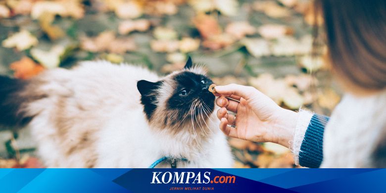 Bolehkah Kucing Makan Alpukat?