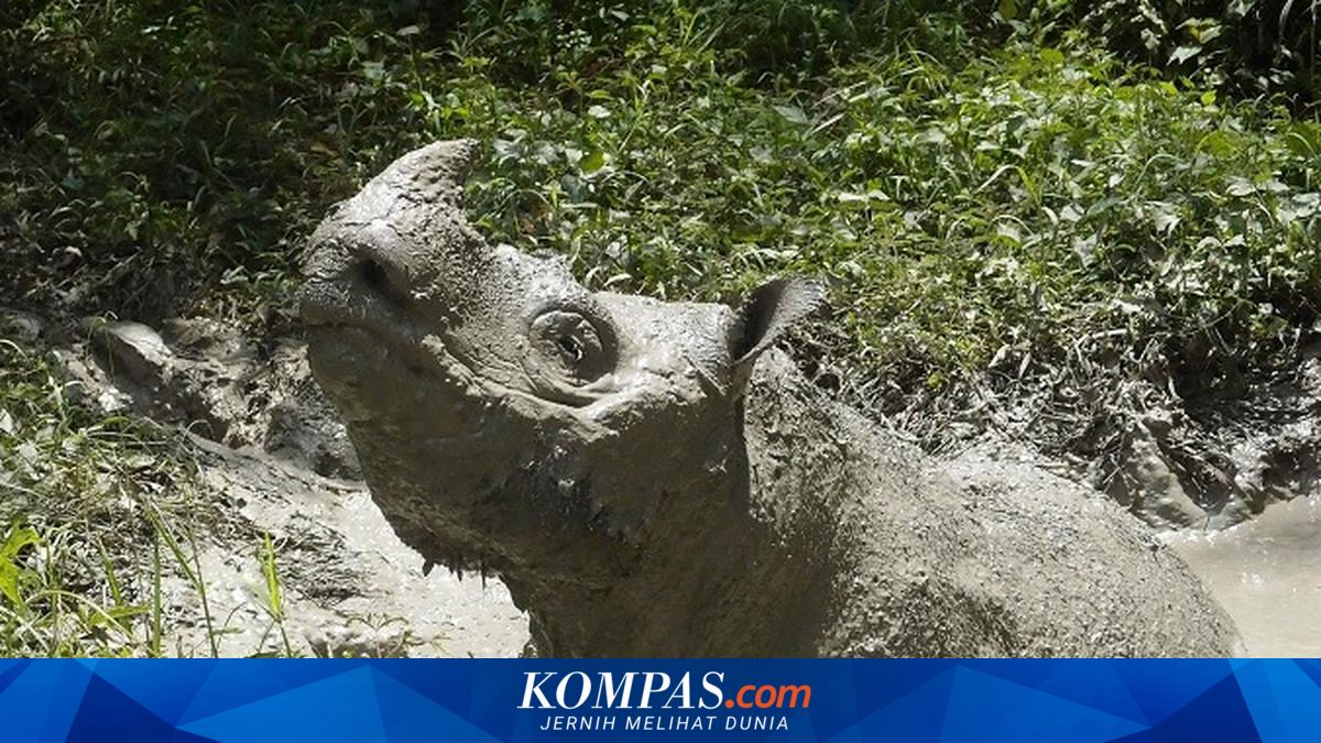 Badak Sumatera Jantan Malaysia Mati, Harapan Bertumpu pada Indonesia