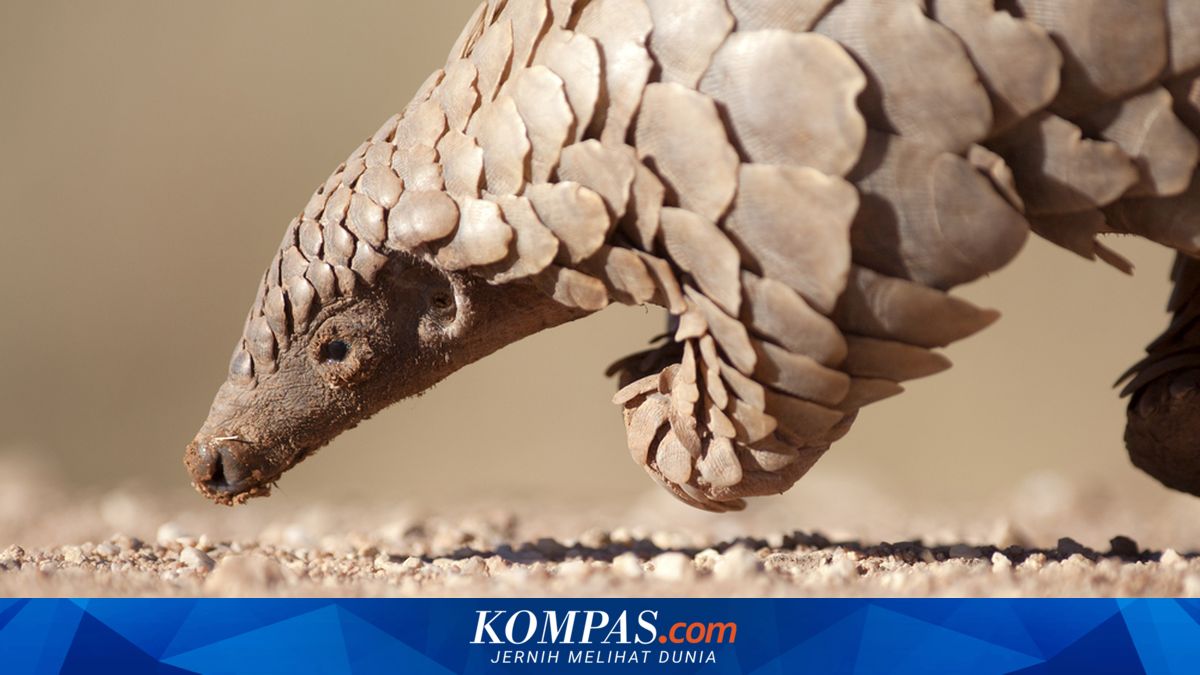 Trenggiling dan Armadillo Sering Disebut Mirip, Apa Perbedaannya?