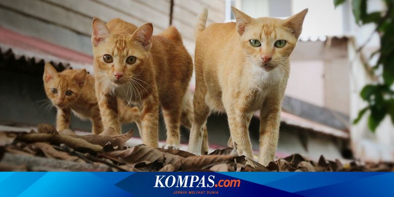 Kucing Cacingan? Kenali Ciri dan Cara Pencegahannya